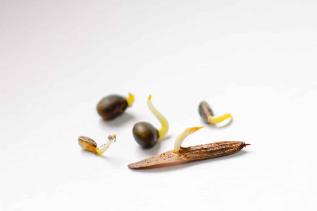 A new impetus for eco-social restoration in the Mediterranean - Semillistas